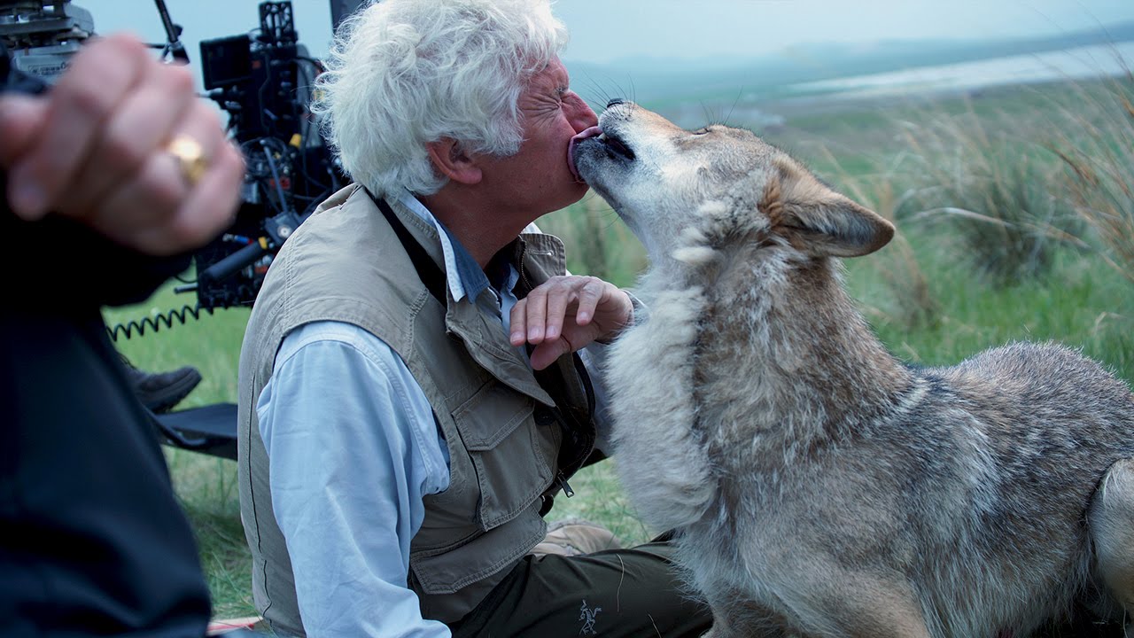 Le Dernier Loup : la demande folle de Jean-Jacques Annaud pour le ...